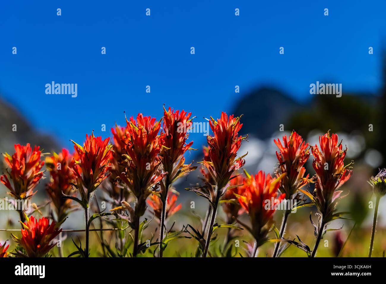 Indian Paintbrush, Castilleja spp., along Iceberg Lake Trail in Ansel ...