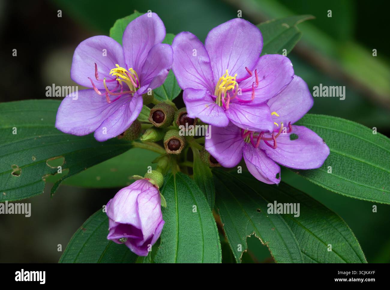 Blue Tongue Flowers (Melastoma affine) in bloom, photographed in garden ...