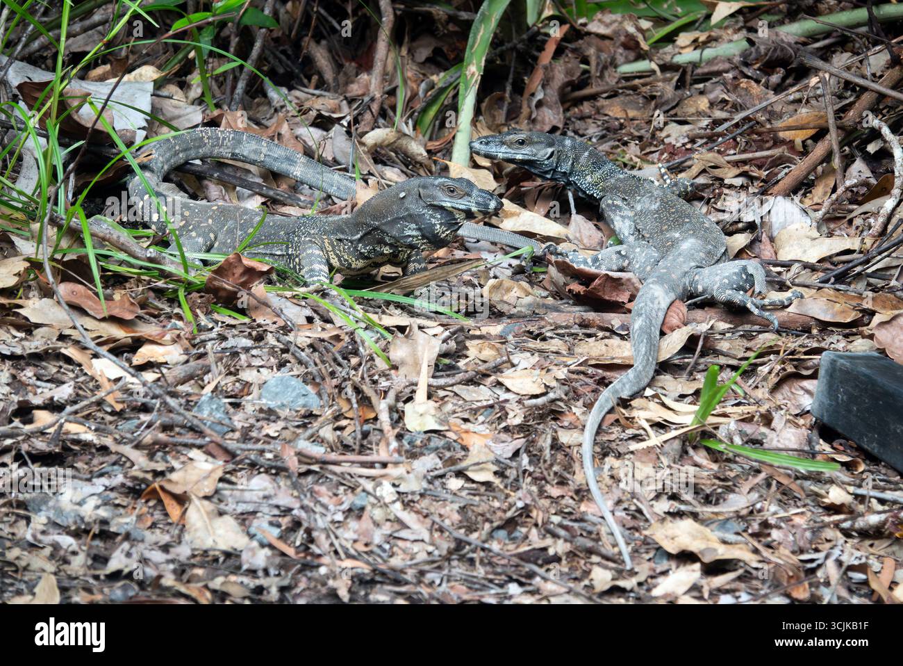 Two Lace Monitors (Varanus varius) in a courtship display. Photographed ...