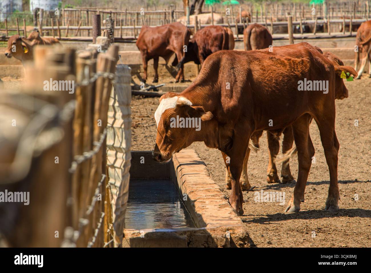 Charbray cow hi-res stock photography and images - Alamy