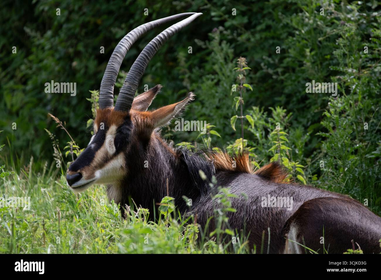 The Sable Antelope (Hippotragus niger) is a large antelope which ...