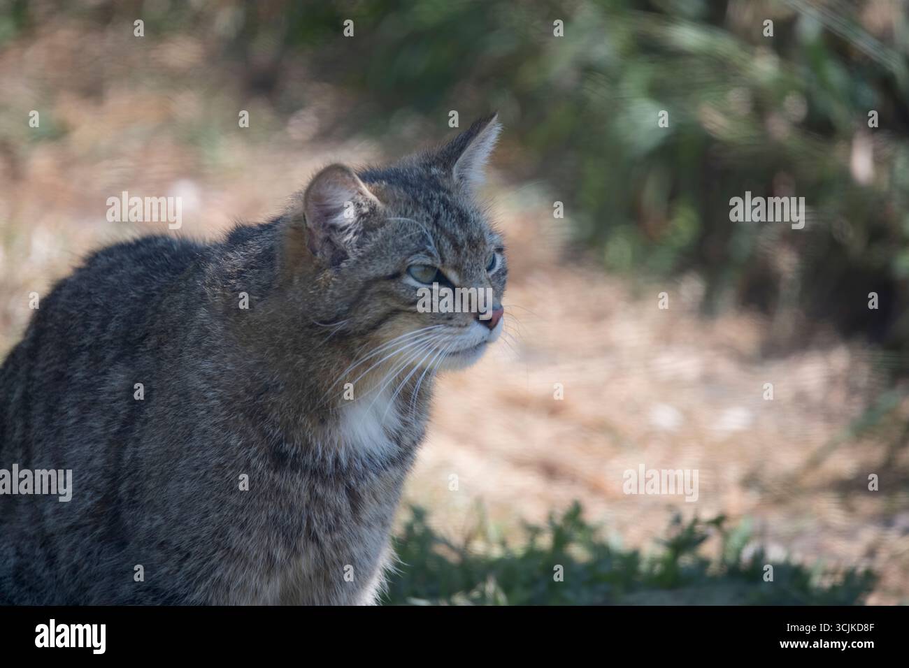 The Scottish Wildcat (Felis silvestris silvestris), a European wild cat ...