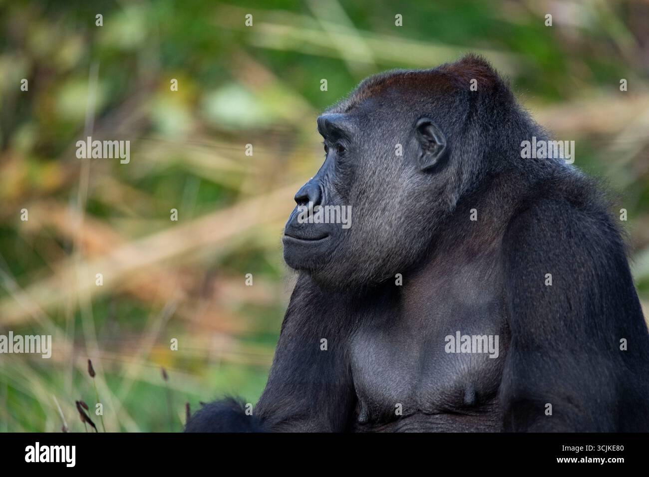 The Western Lowland Gorilla (Gorilla gorilla gorilla) is one of two ...