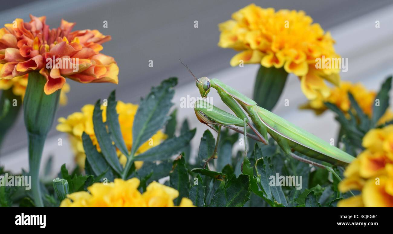 Green mantis sitting on marigold hi-res stock photography and images ...