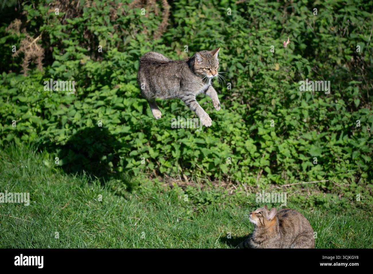 The Scottish Wildcat (Felis silvestris silvestris), a European wild cat ...