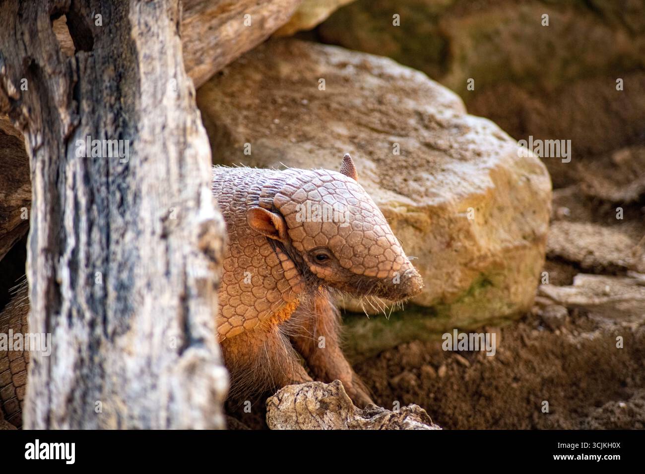 The Six-Banded Armadillo (Euphractus sexcinctus), also known as the ...