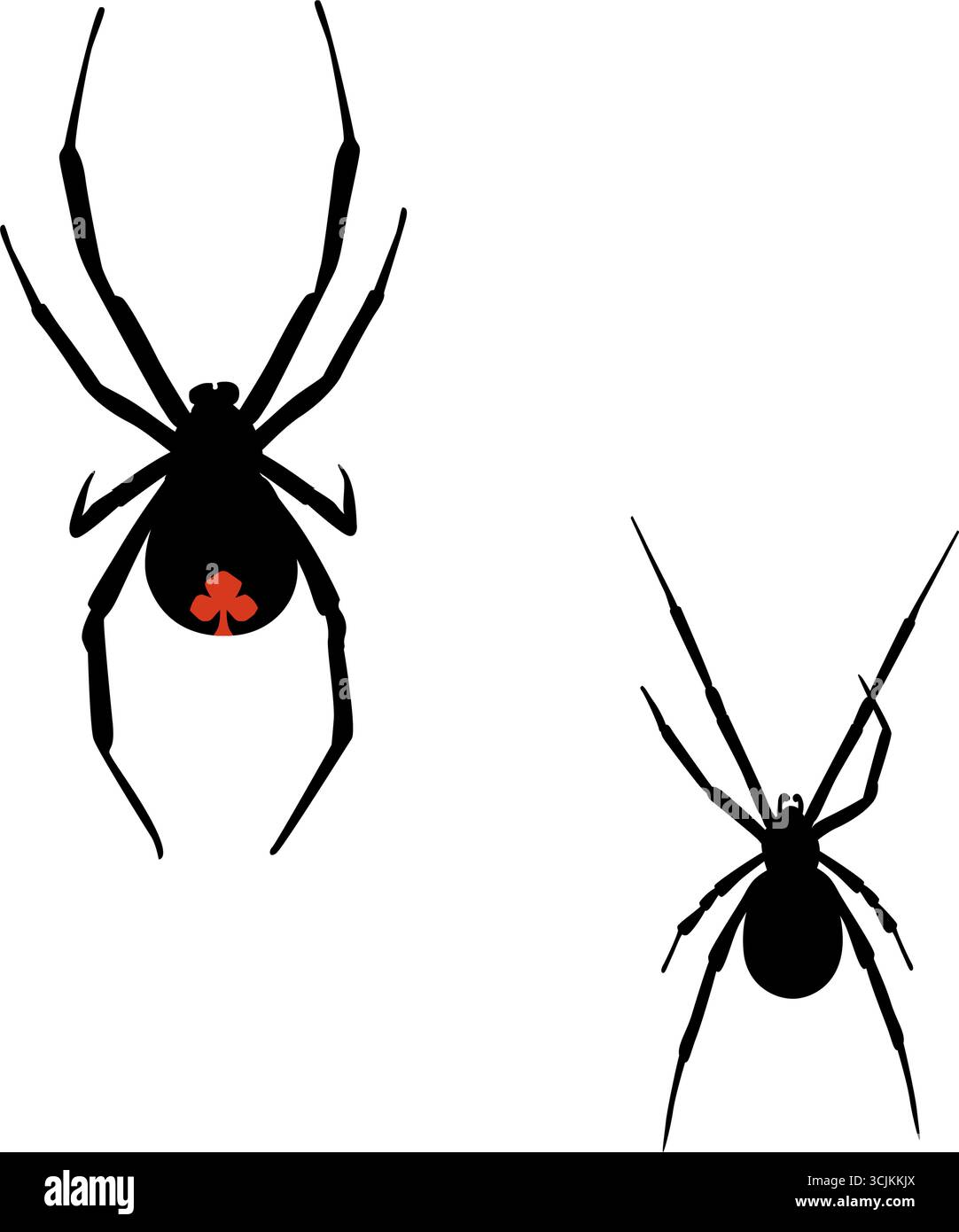 Black widow spider and its male counterpart presented in a detailed ...