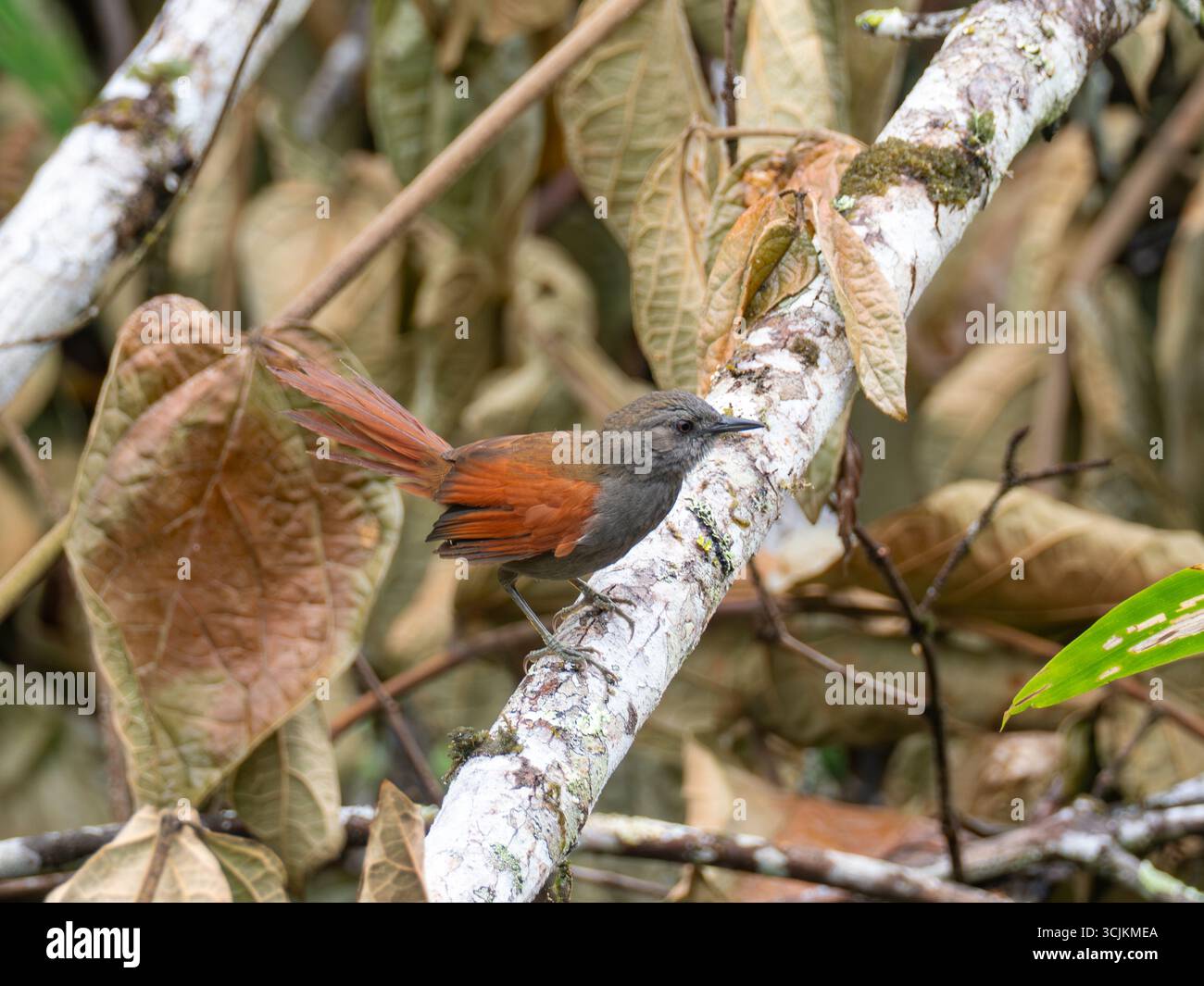 Marañon Spinetail, Synallaxis maranonica, a bird that is critically ...