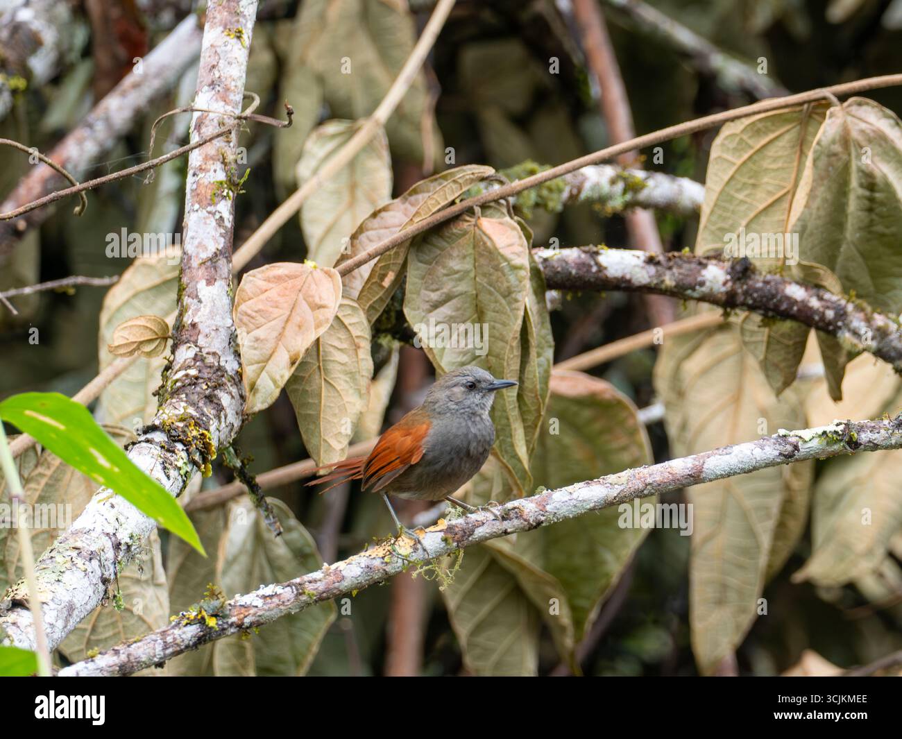 Marañon Spinetail, Synallaxis maranonica, a bird that is critically ...