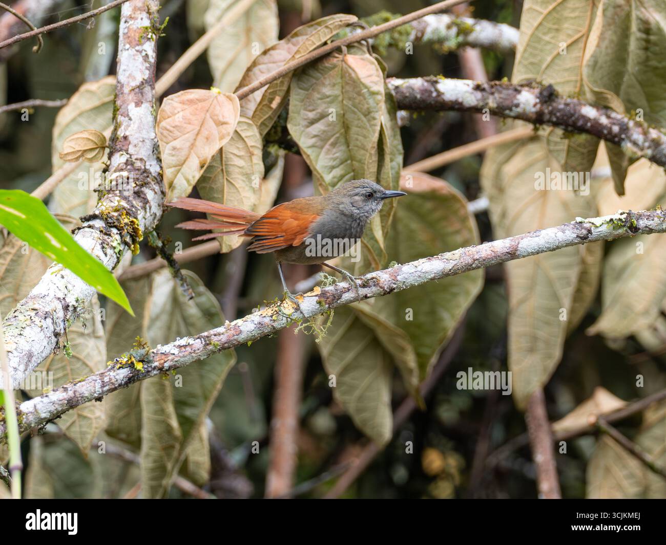 Marañon Spinetail, Synallaxis maranonica, a bird that is critically ...