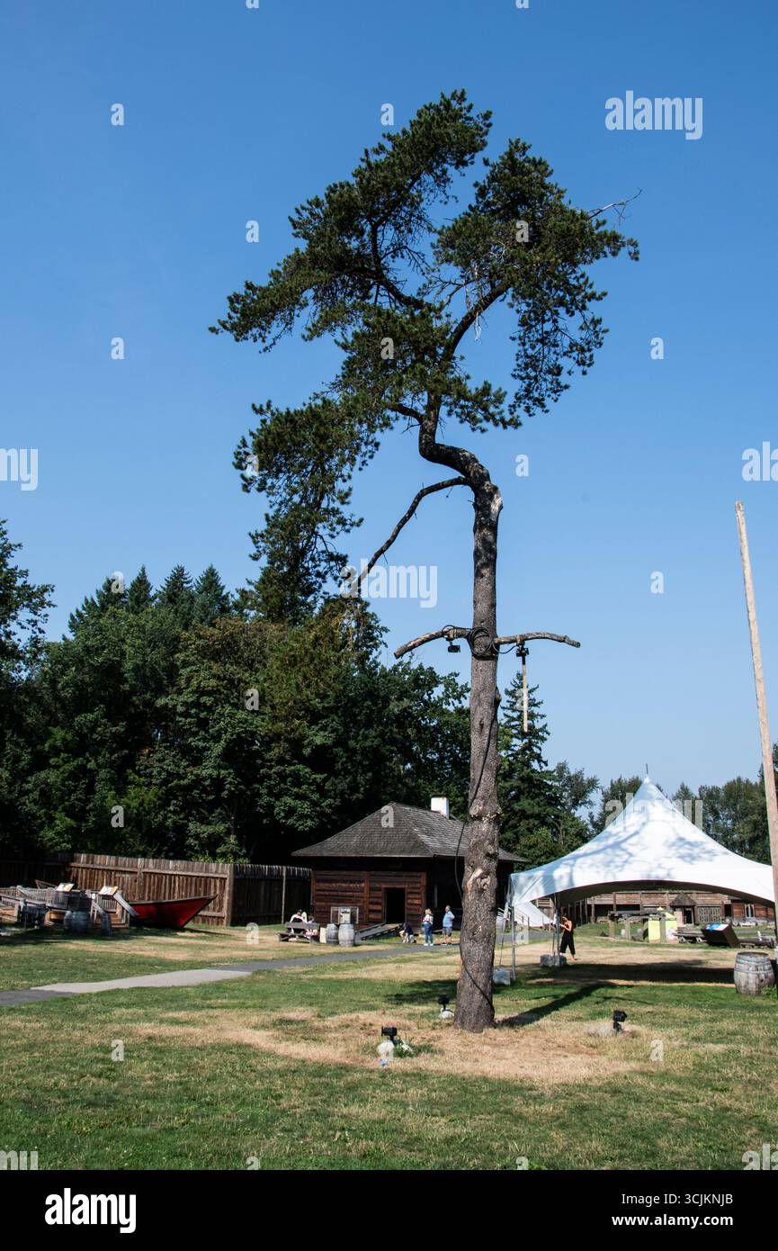 Crooked tree at Fort Langley National Historic Site in Langley, British ...