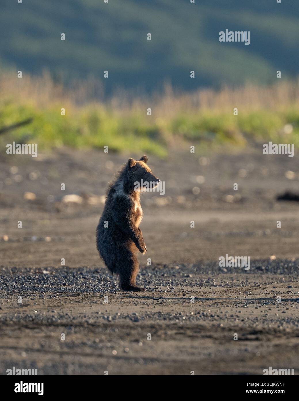 Cub standing on her hind legs on the beach in the morning watching ...