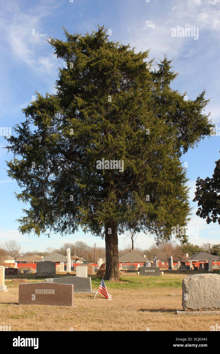 Bullard TX - January 16, 2025: Historic Cedar Tree and Headstones at ...