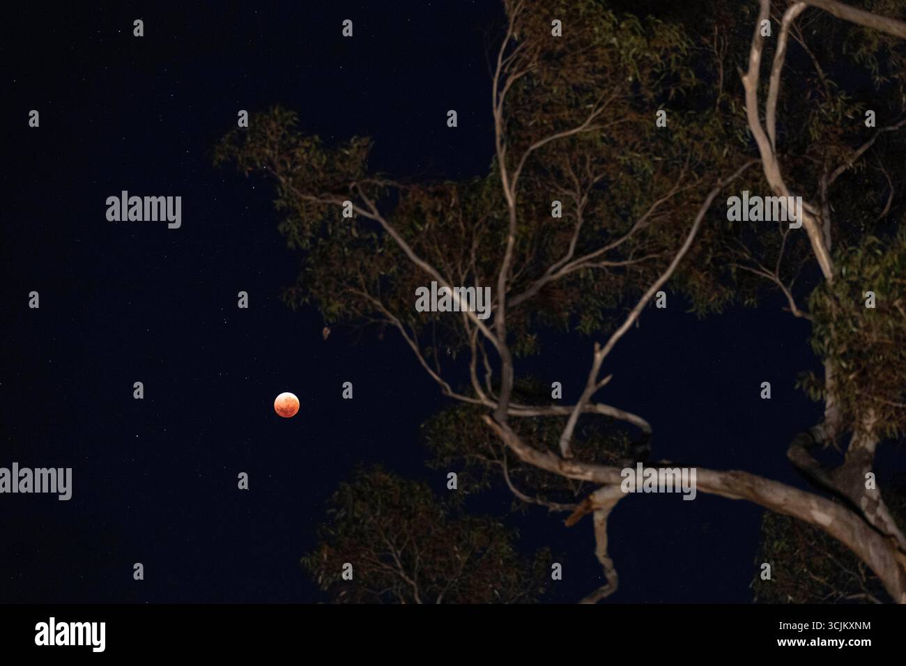A total lunar eclipse is seen over Victoria, turning the Moon a deep ...