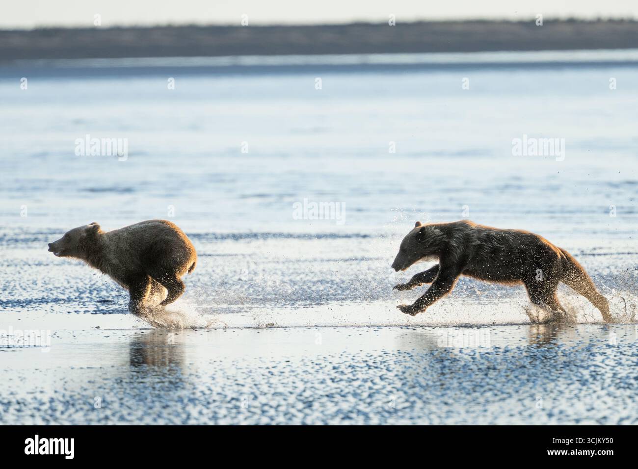 Mom bear chasing another bear at the beach to keep her away from her ...