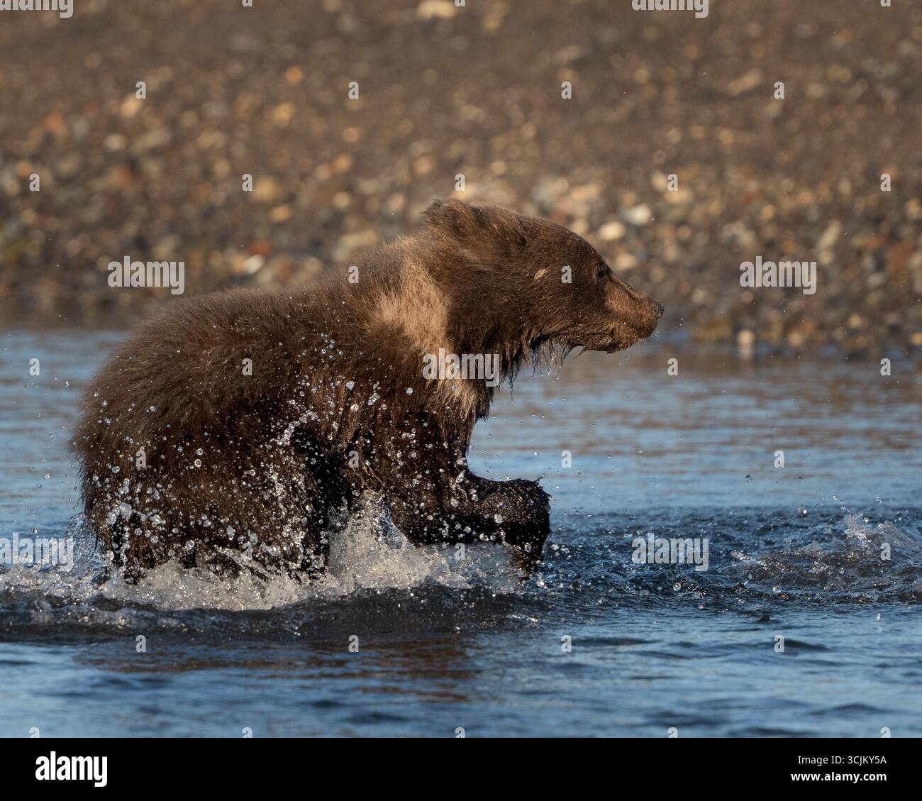 Bear cub running through the water to catch up to it's twin and mother ...
