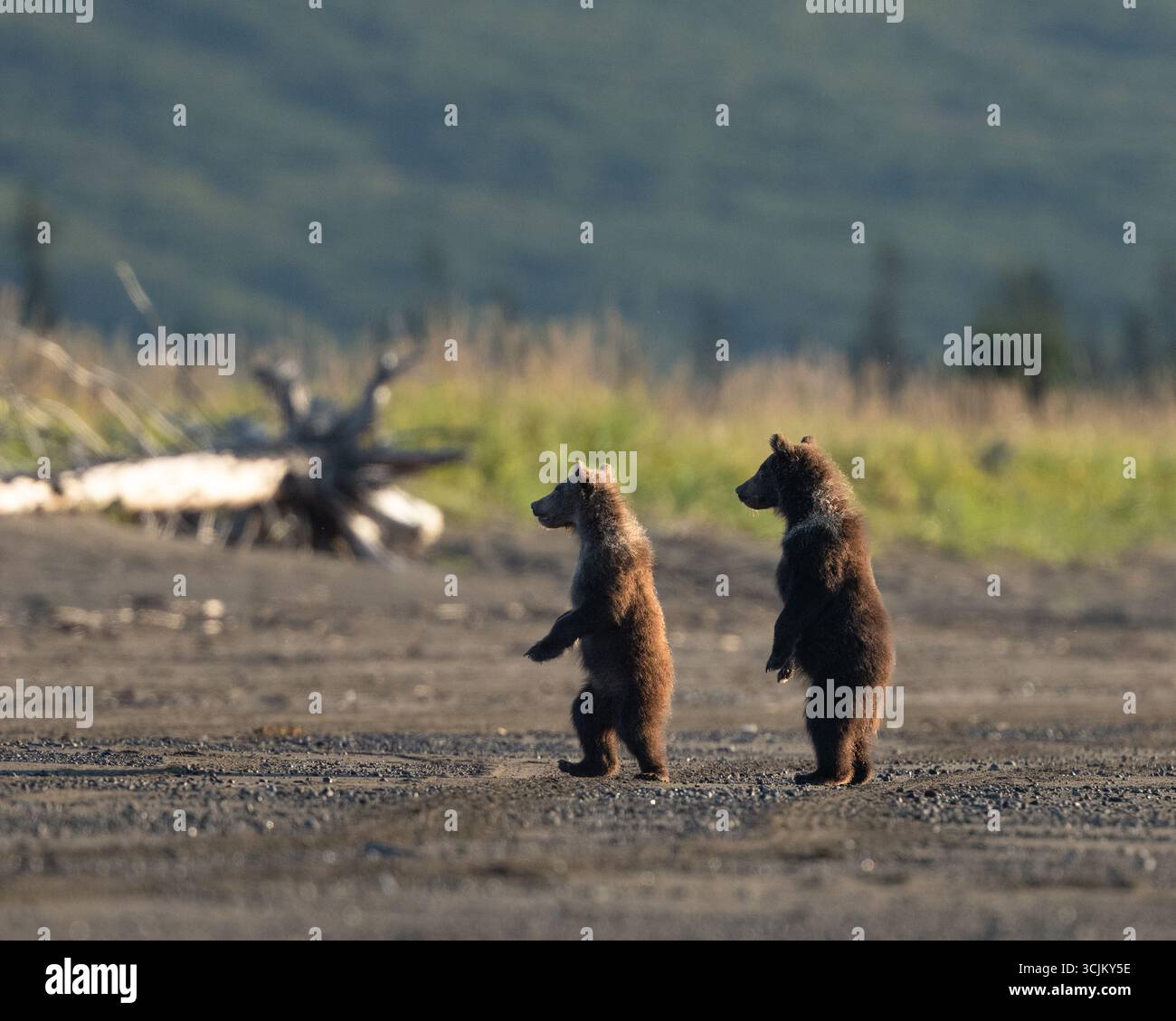Twin cub bears watch on their hind legs as their mom runs off another ...