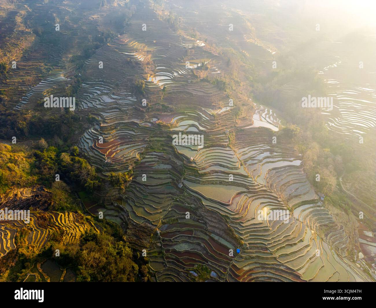 Rice terrace fields from above. Water-filled rice paddies covered with ...