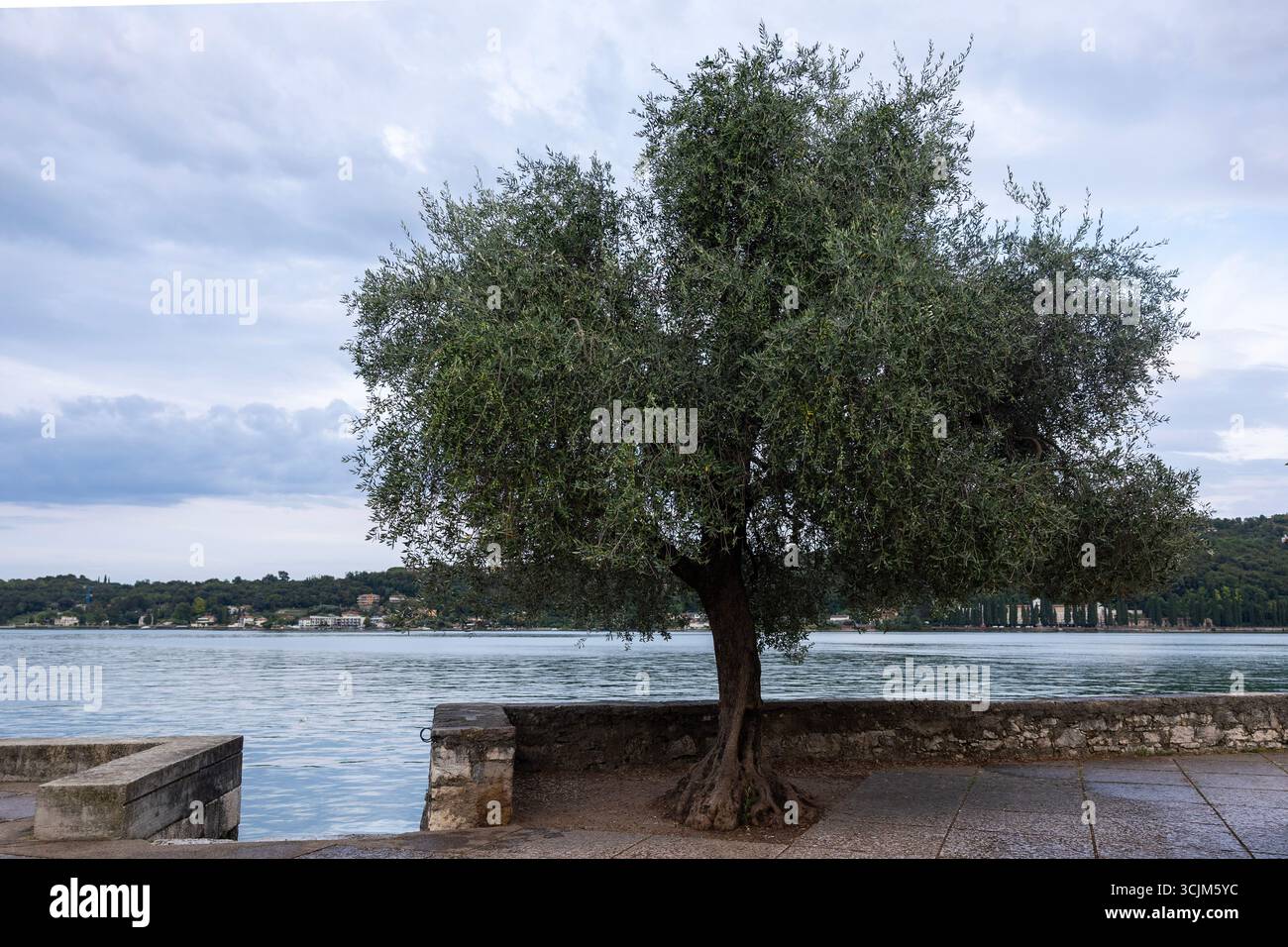 Salo is a town and commune in the province of Brescia on the banks of ...