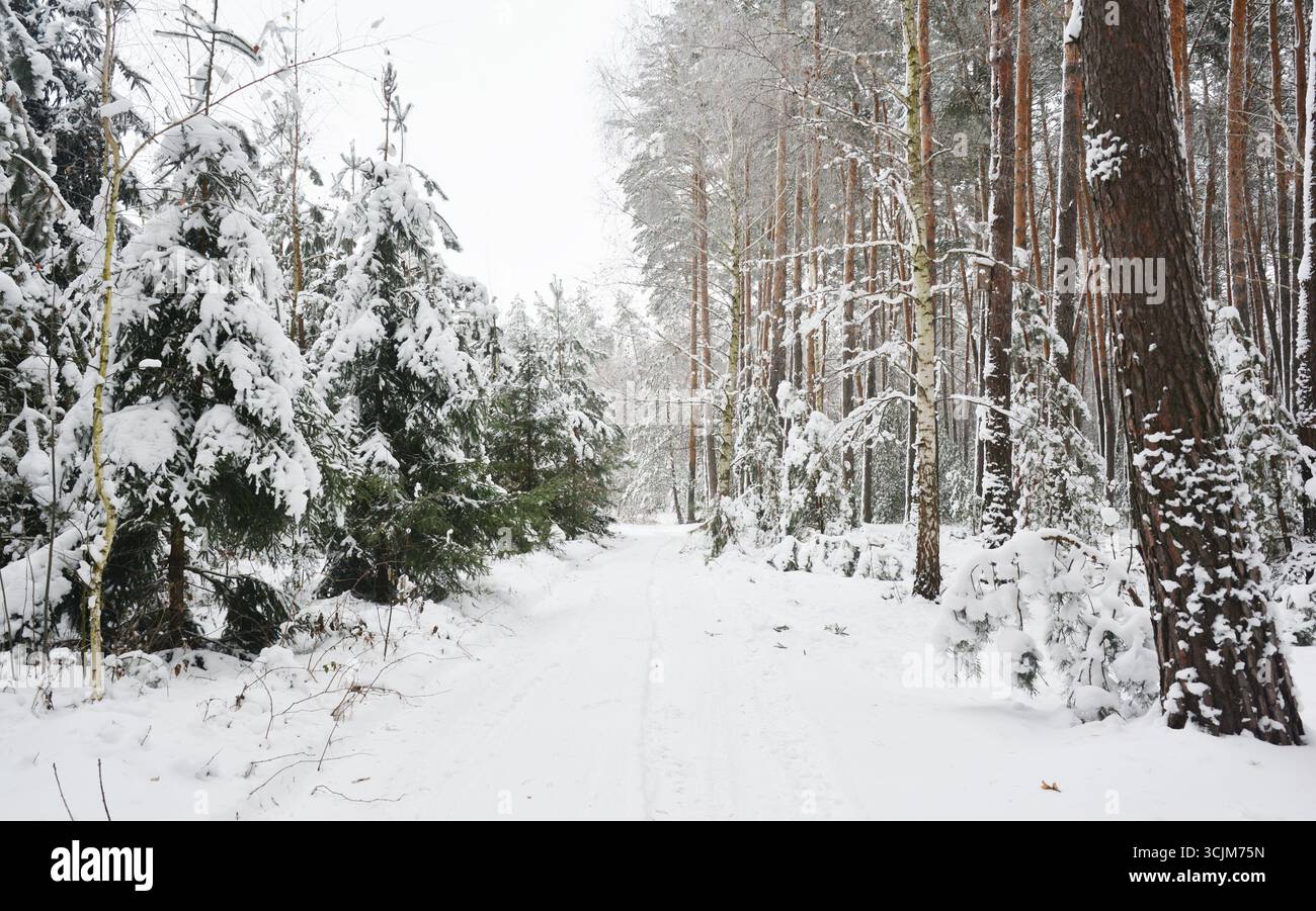 Country road through winter forest hi-res stock photography and images ...