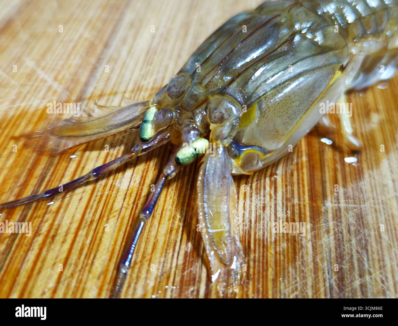 Raptorial appendage hi-res stock photography and images - Alamy