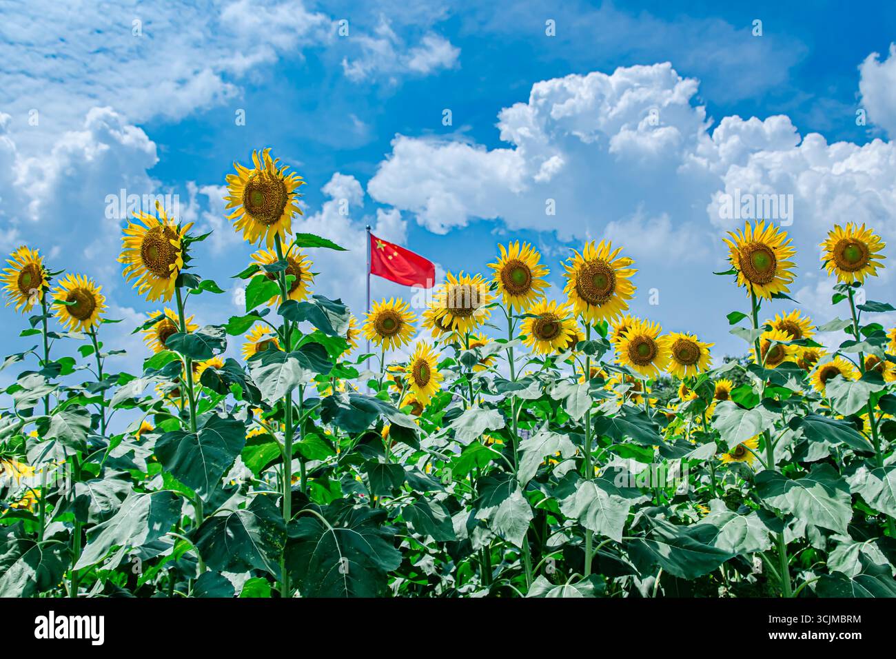 Sunflowers bloom in Ganzhou City, east China's Jiangxi Province, 4 ...