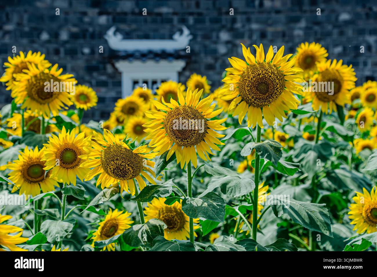 Sunflowers bloom in Ganzhou City, east China's Jiangxi Province, 4 ...