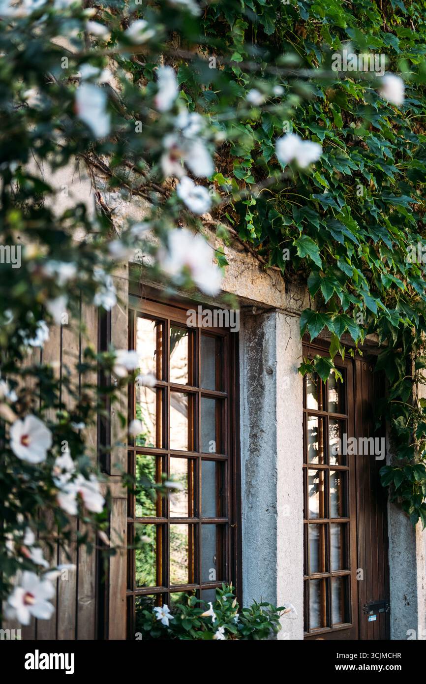 Wooden framed windows surrounded by ivy and white blossoms on a stone ...