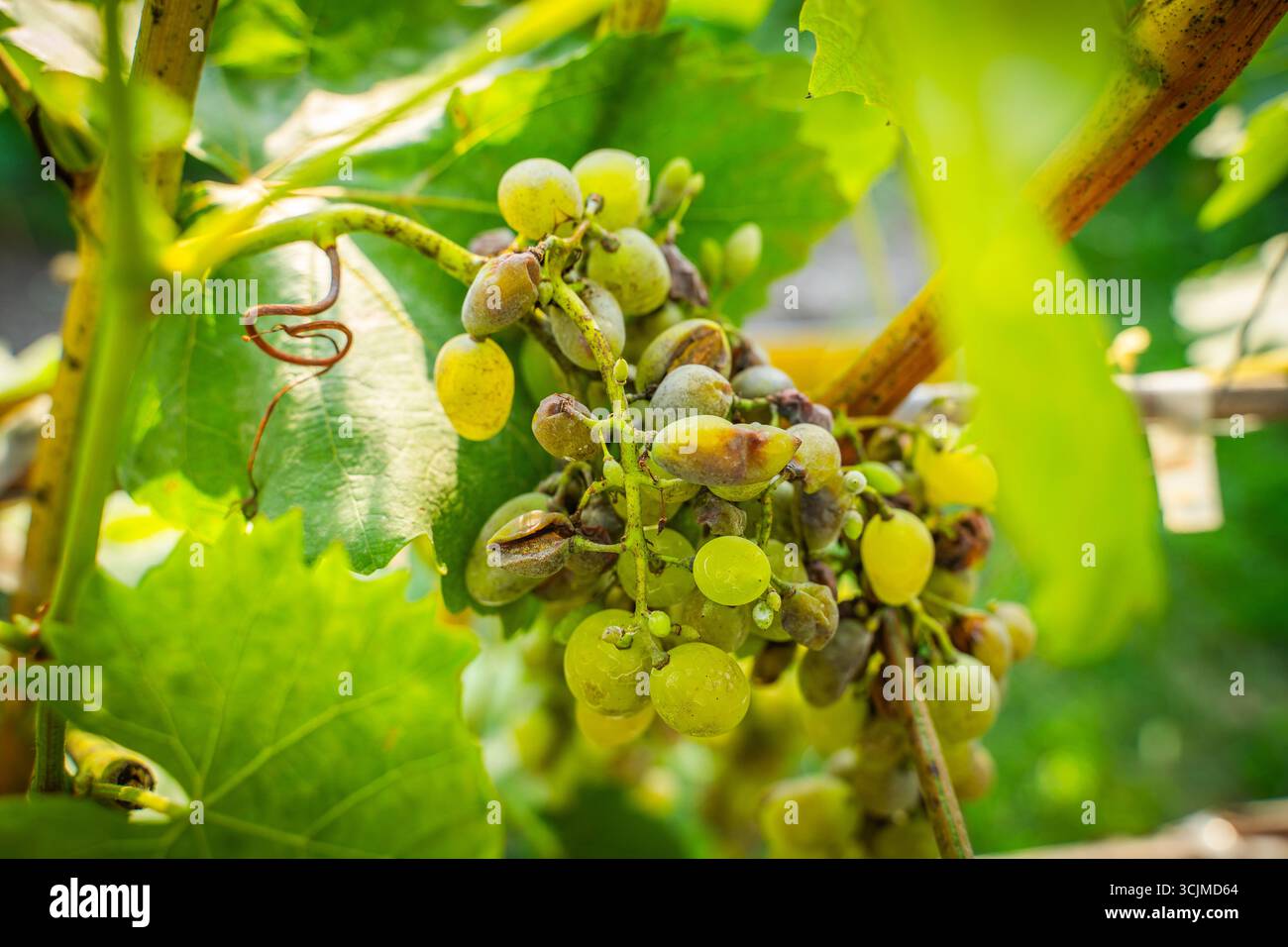 Spoiled grapes from fungal disease, close-up. Lost grape harvest Stock ...