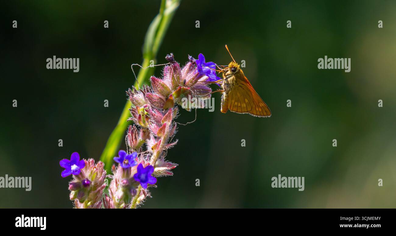 Butterfly lands gracefully on hi-res stock photography and images - Alamy