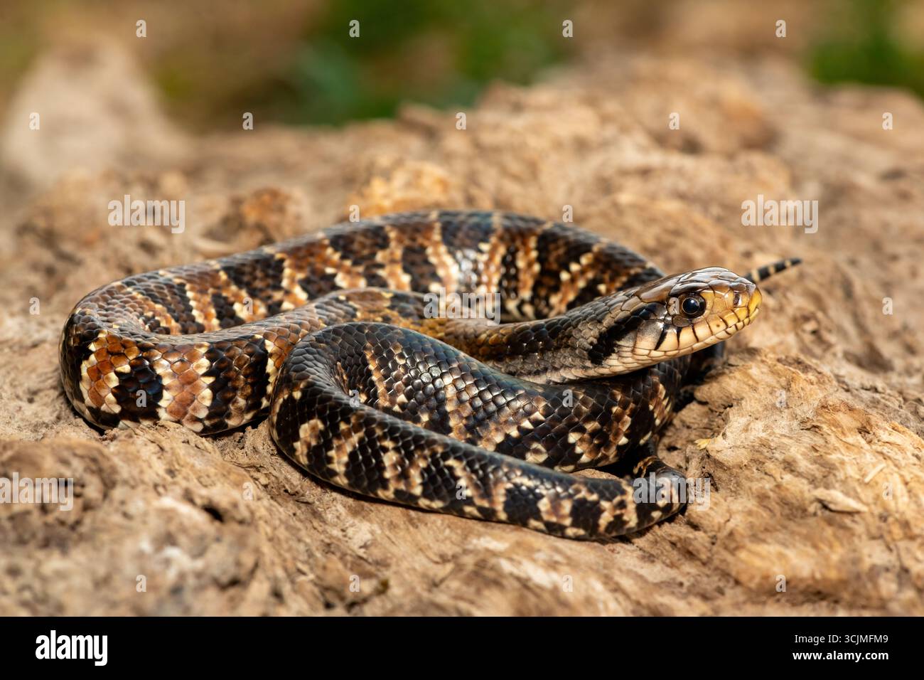 A beautiful False water cobra (Hydrodynastes gigas), also called a ...