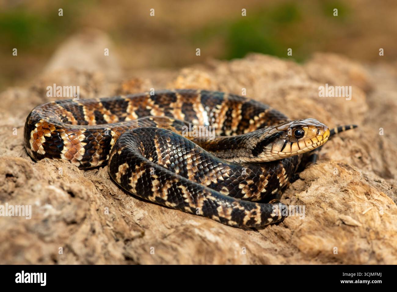 A beautiful False water cobra (Hydrodynastes gigas), also called a ...