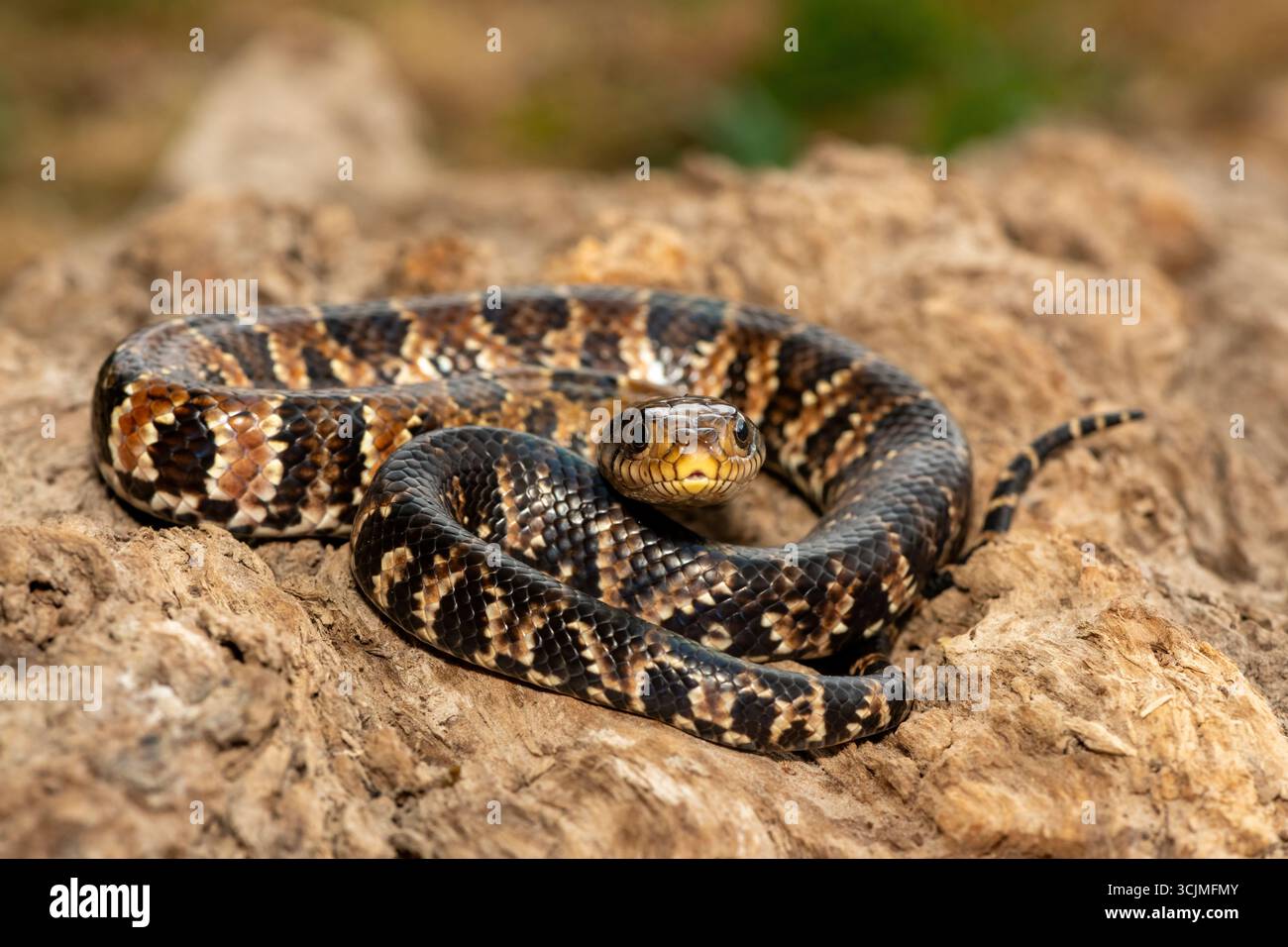 A beautiful False water cobra (Hydrodynastes gigas), also called a ...