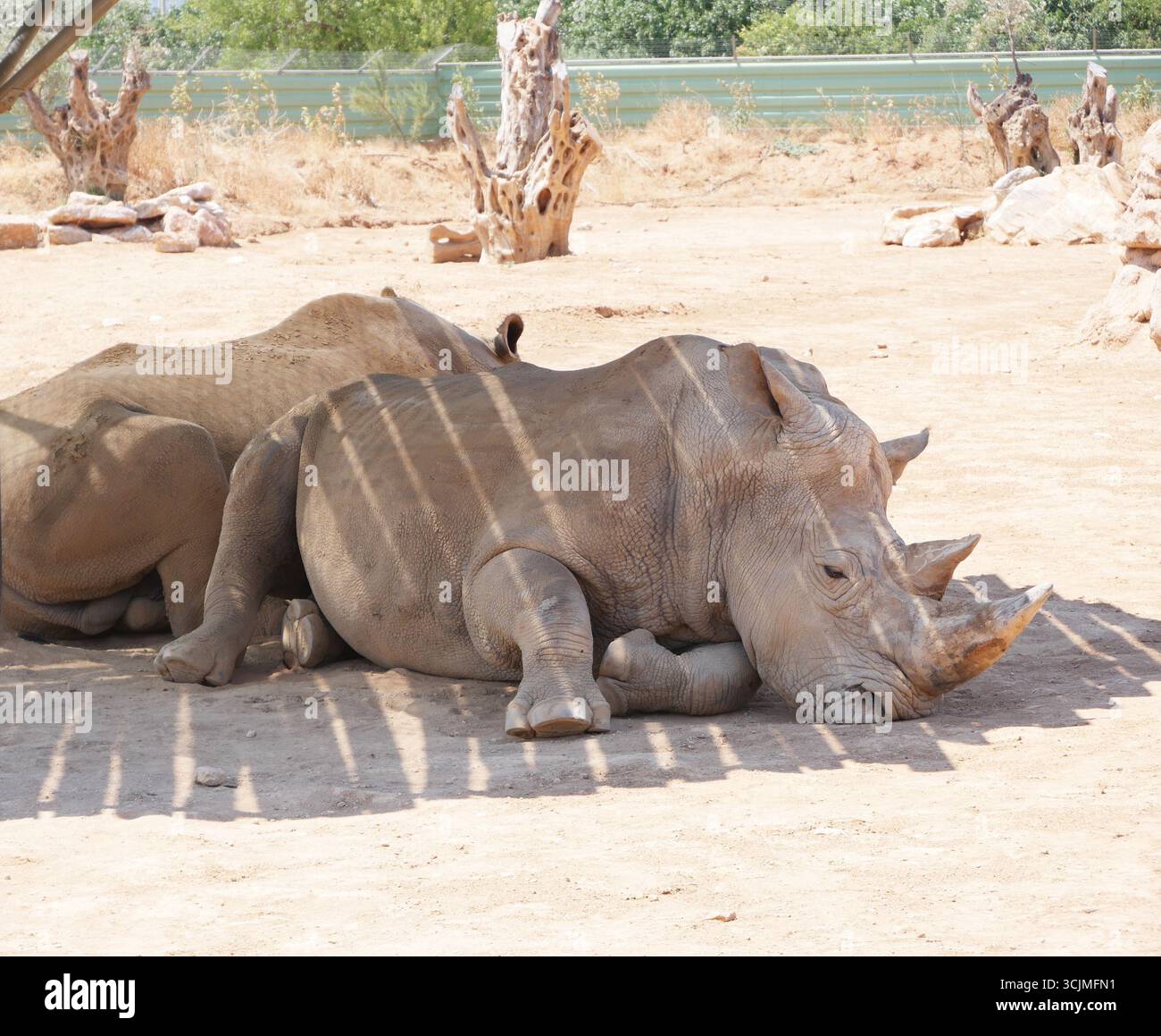 Rhino in shade hi-res stock photography and images - Alamy