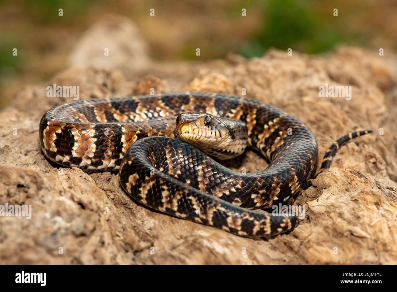 A beautiful False water cobra (Hydrodynastes gigas), also called a ...