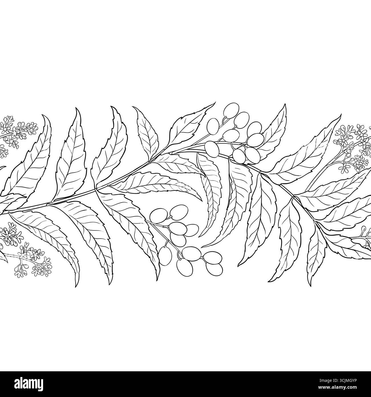 White neem flowers Stock Vector Images - Alamy