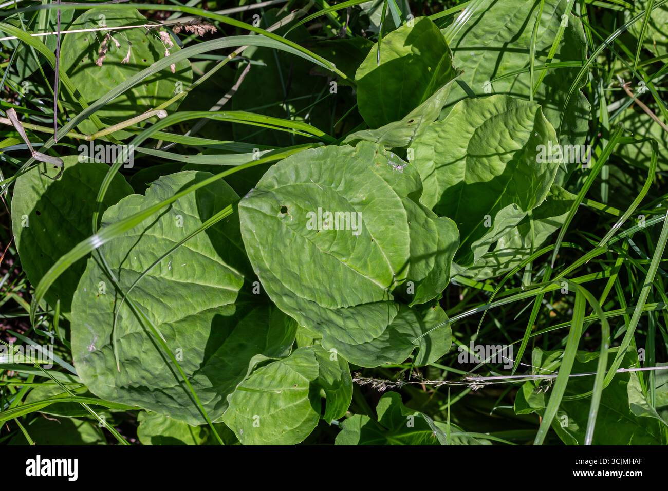 Broadleaf plantain leaves emerge from a dense patch of grass vibrant ...