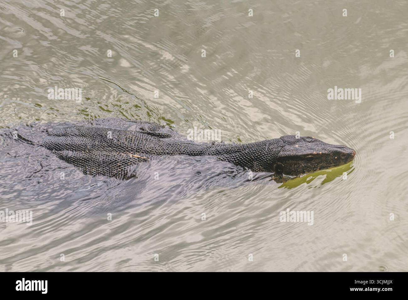 An Asian water monitor (Varanus salvator) is swimming in the river ...