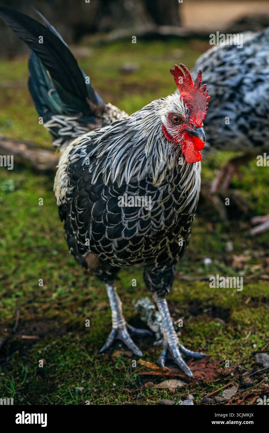 Gray rooster stands on green hi-res stock photography and images - Alamy