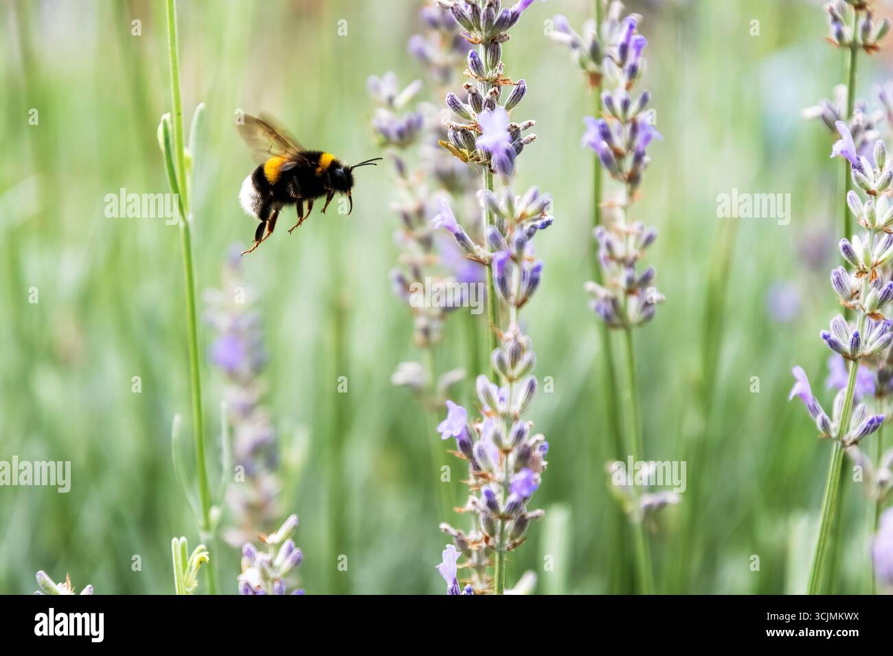 A bumblebee is captured mid-flight, approaching a cluster of blooming ...