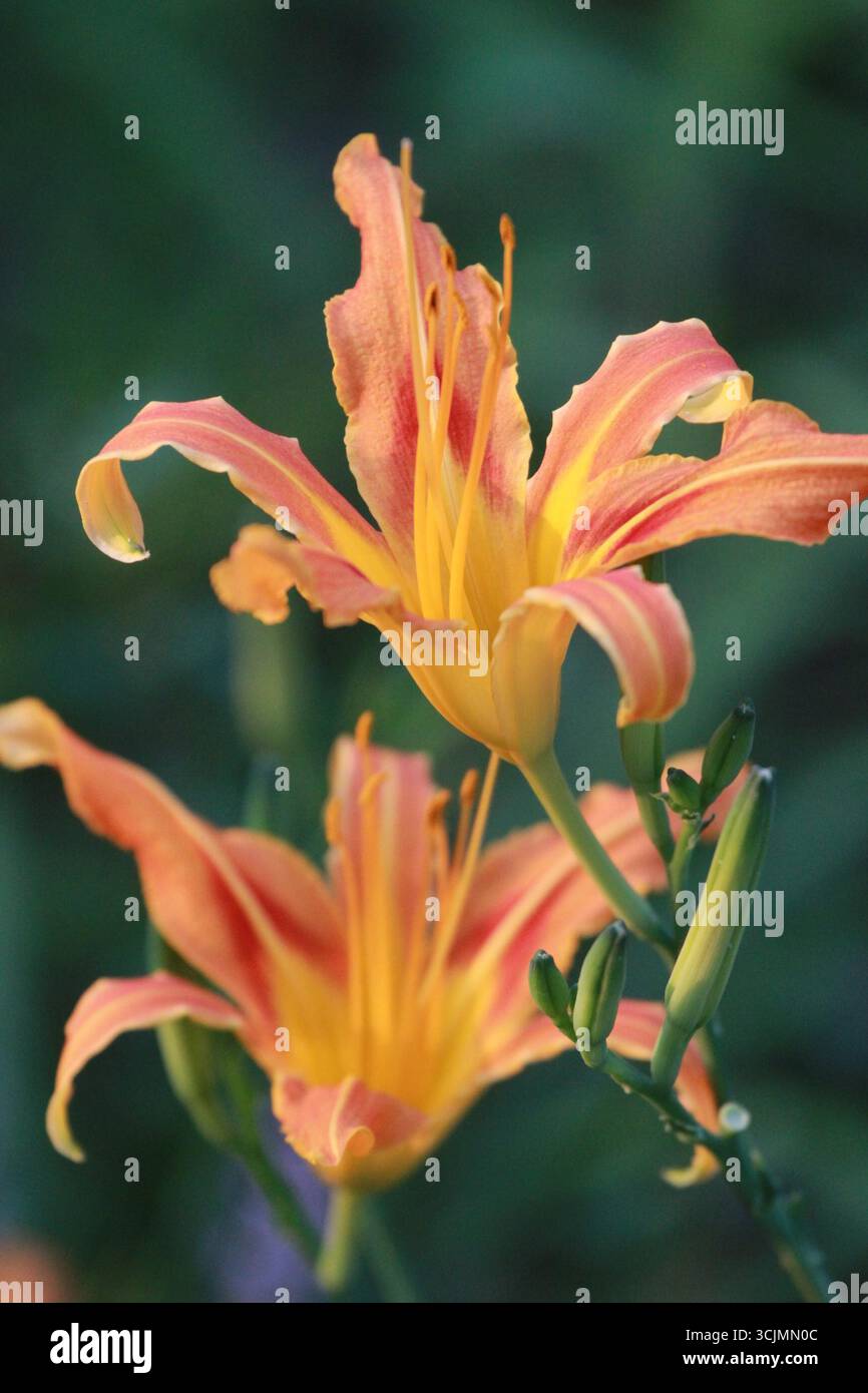 Orange day-lily flowers burst into bloom in Nantong City, east China's ...