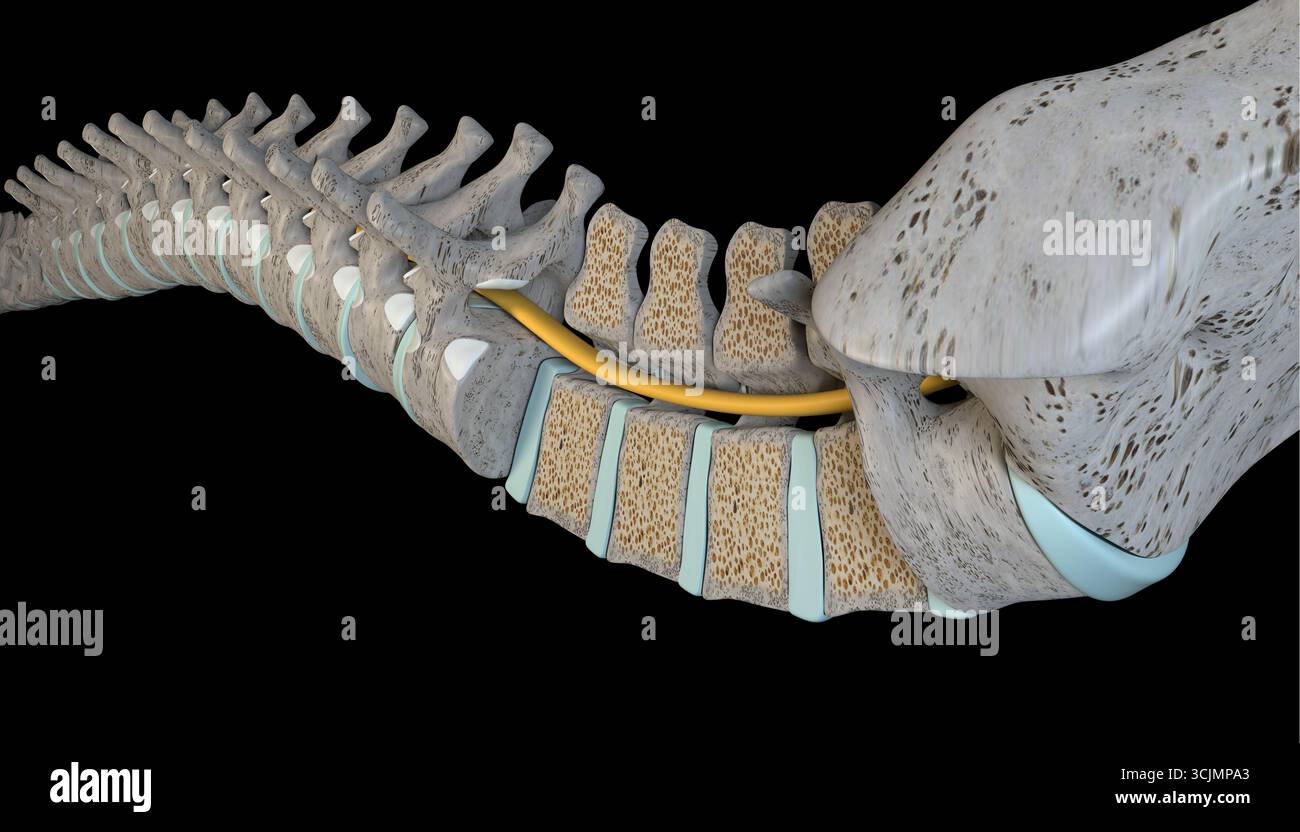 This is a 3d illustration vertebral column section in horizontal ...