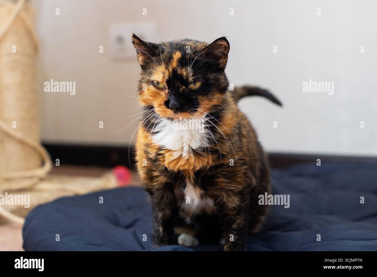 A beautiful calico cat is currently sitting comfortably on a soft ...
