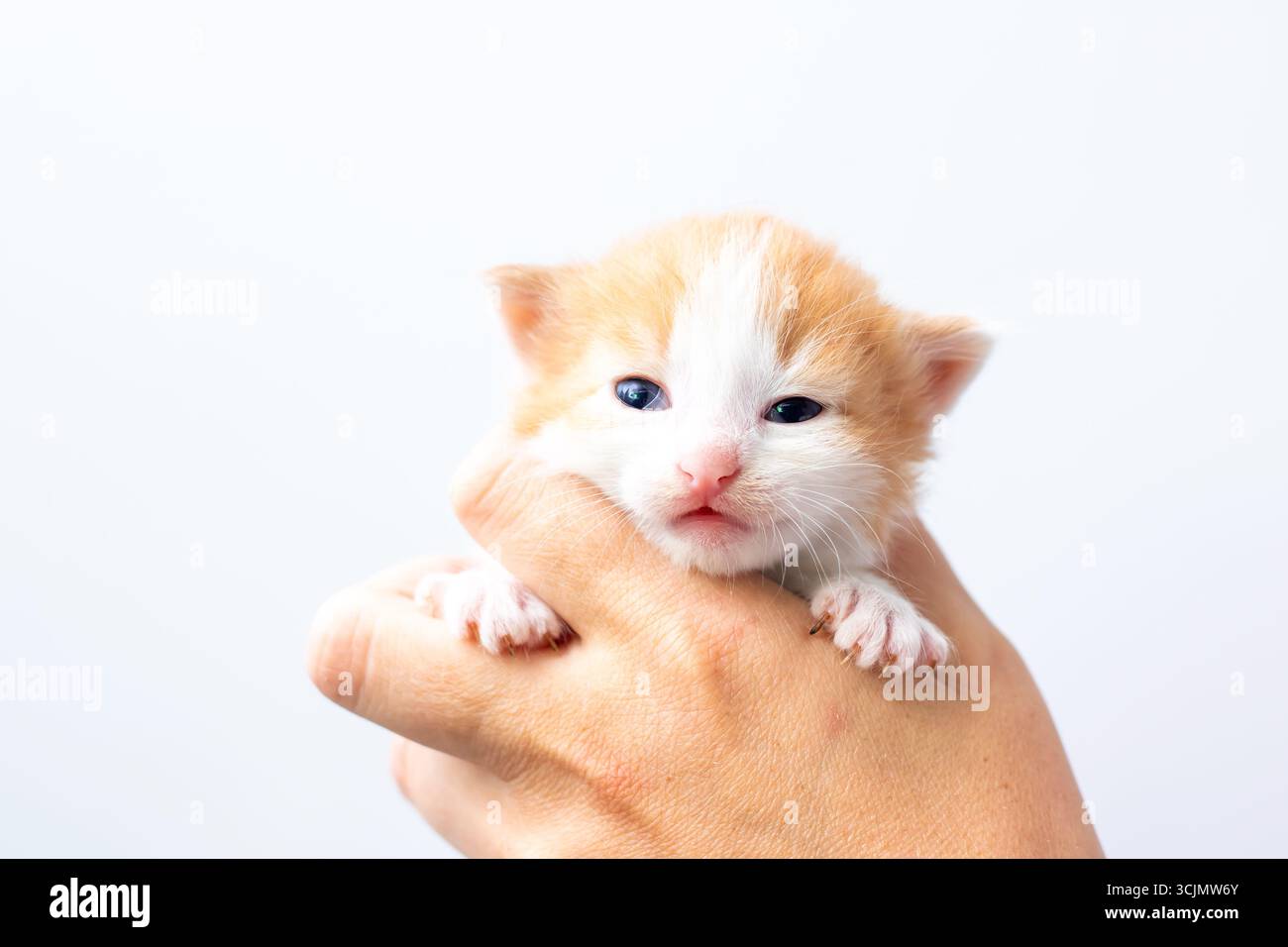 A person is gently cradling a small and adorable orange and white ...