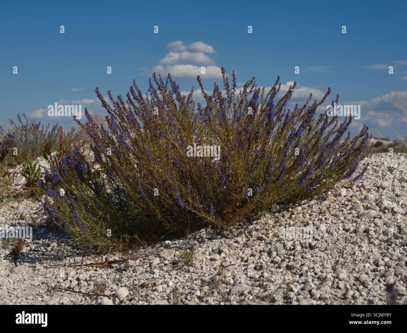 Resilient hyssop bush of vibrant purple flowers grows from the stark white chalk quarry ground ...