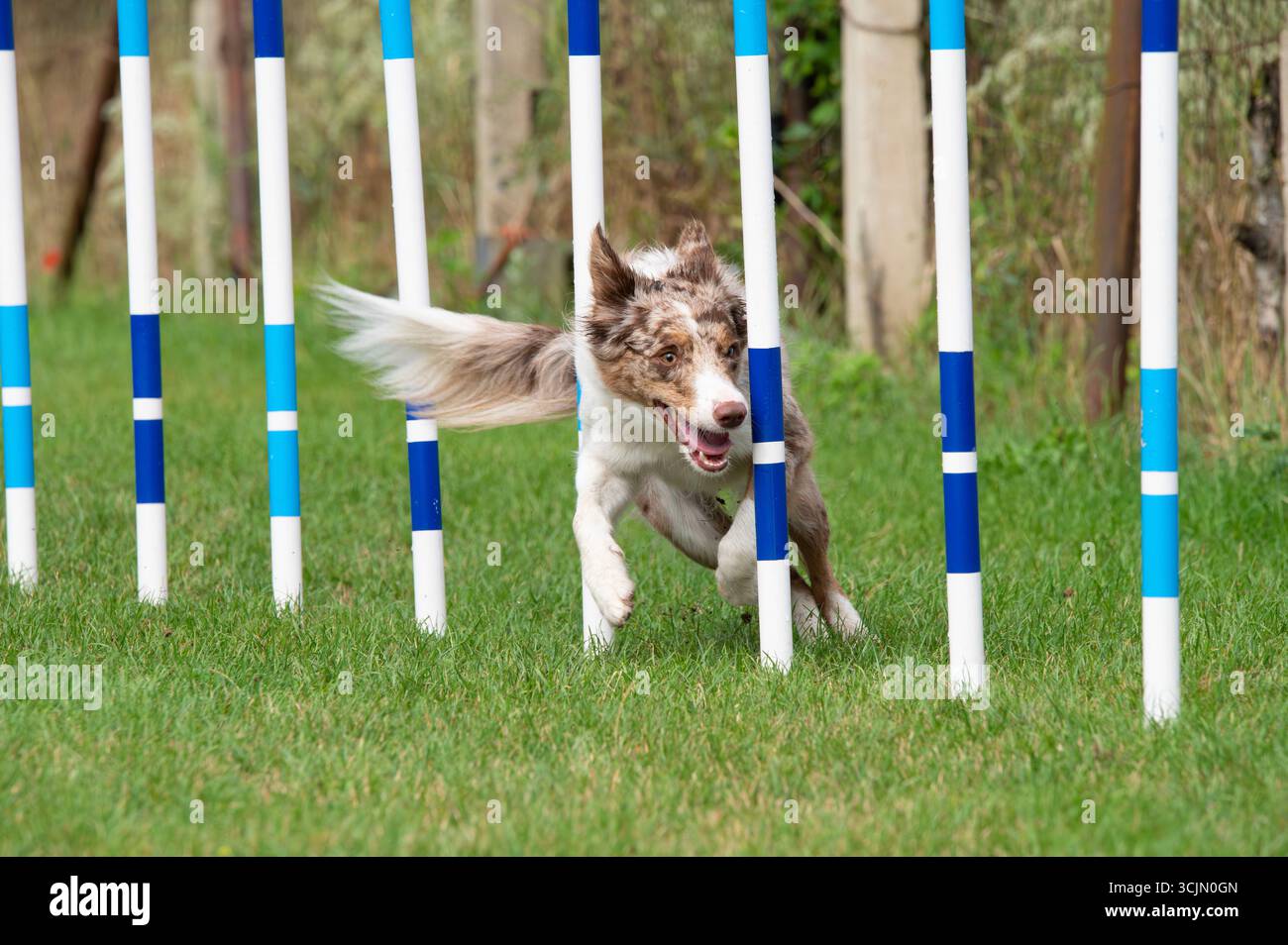 Agility poles hi-res stock photography and images - Alamy