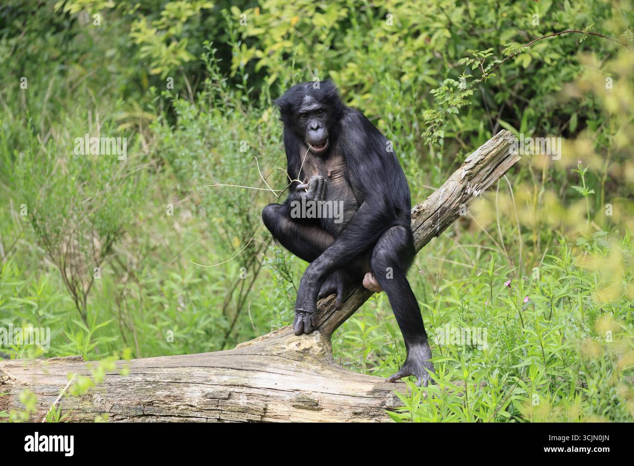Bonobo (Pan Paniscus), dwarf chimpanzee, adult, feeding Stock Photo - Alamy