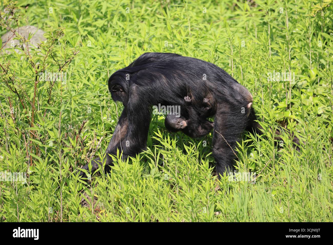 Bonobo (Pan Paniscus), pygmy chimpanzee, adult, female, juvenile ...