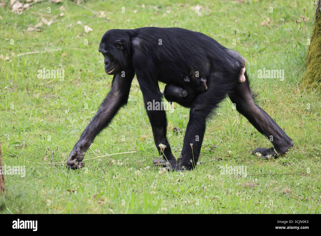 Bonobo (Pan Paniscus), dwarf chimpanzee, adult, female, juvenile ...