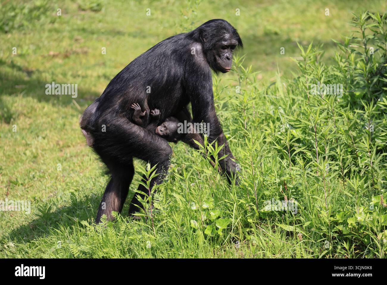 Bonobo (Pan Paniscus), dwarf chimpanzee, adult, female, juvenile ...